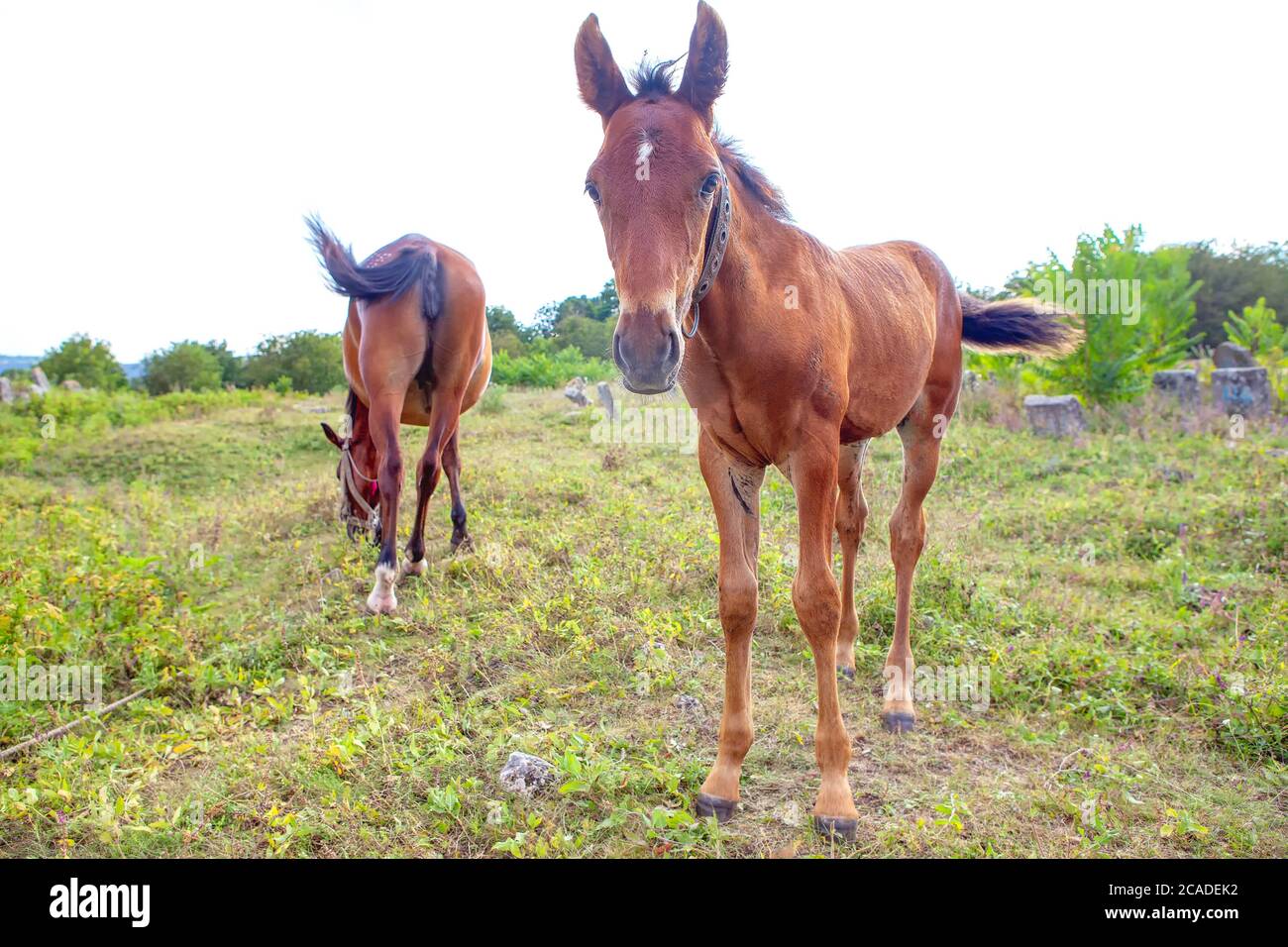 Full length portrait of a foal . Mother horse and colt at the meadow ...