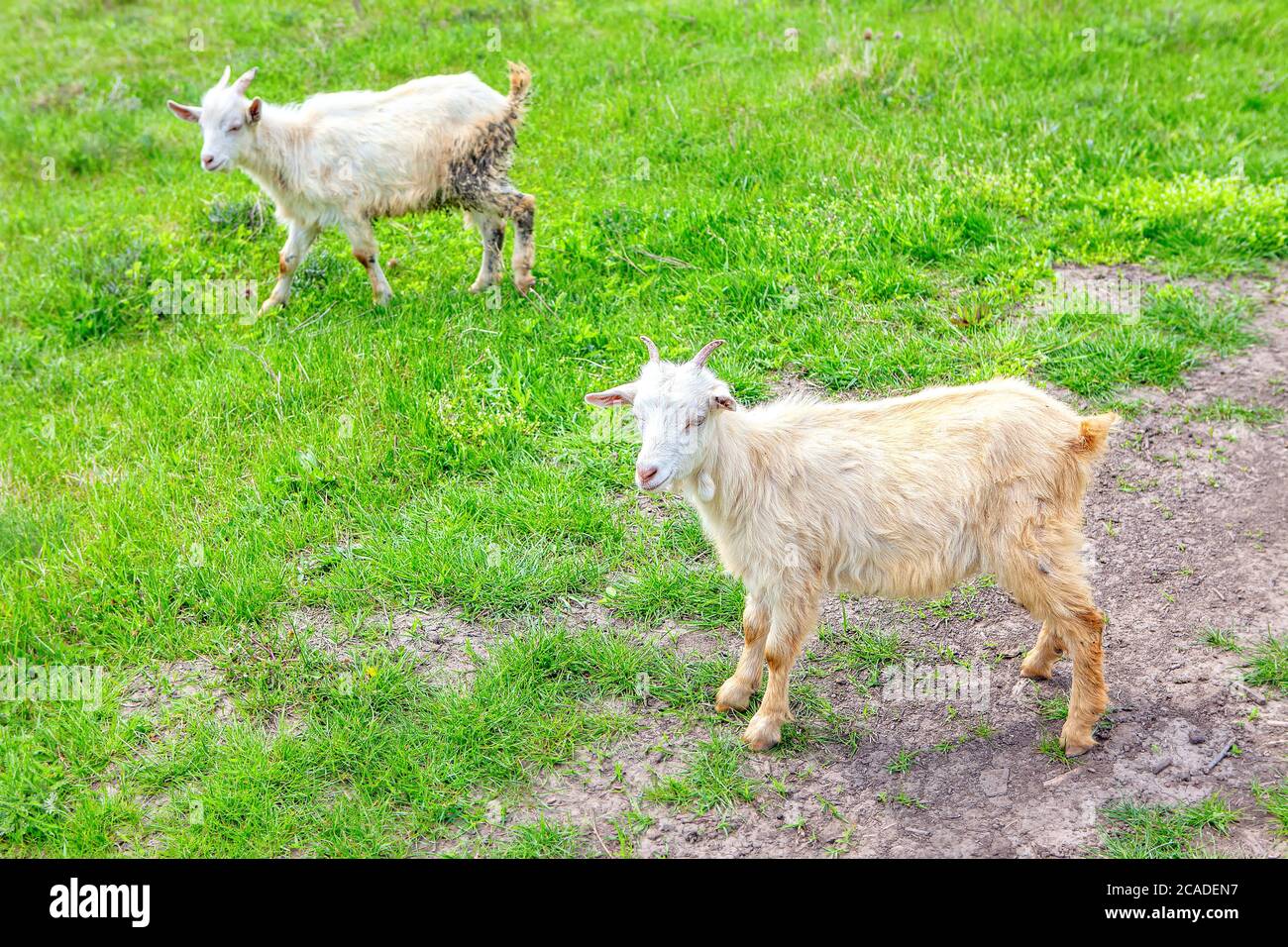 Two goats standing on meadow hi-res stock photography and images - Alamy