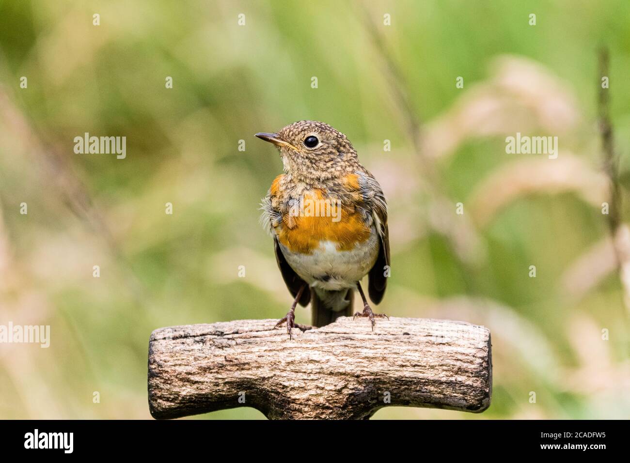 Fledgling robin hi-res stock photography and images - Alamy