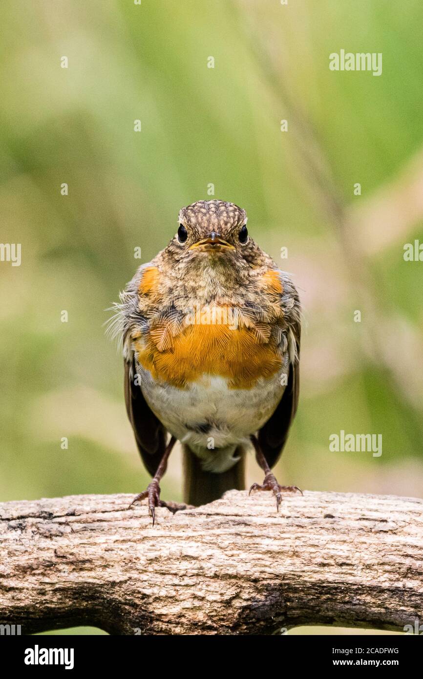 Fledgling robin hi-res stock photography and images - Alamy