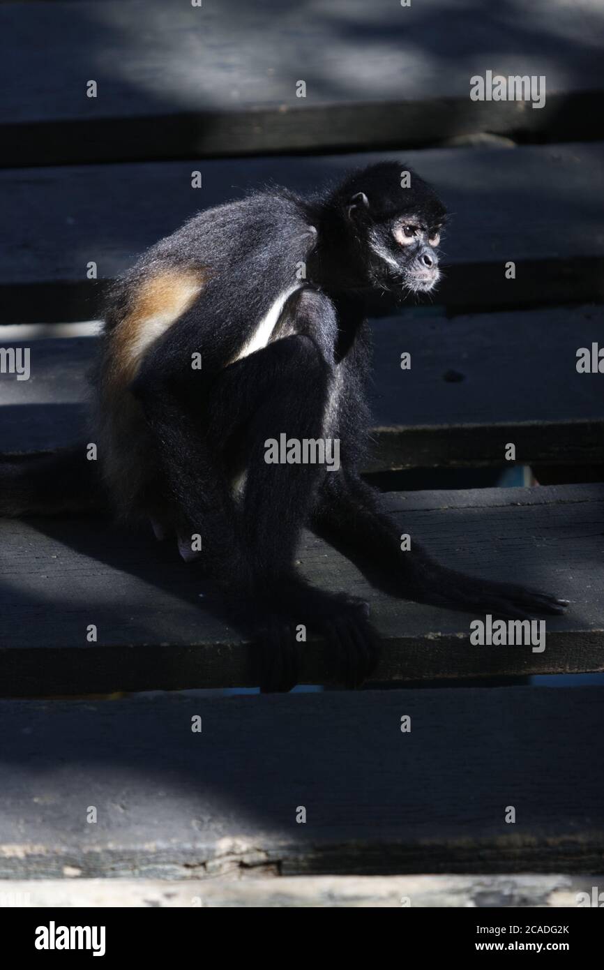 Vertical shot of a spider monkey on wooden bench Stock Photo - Alamy