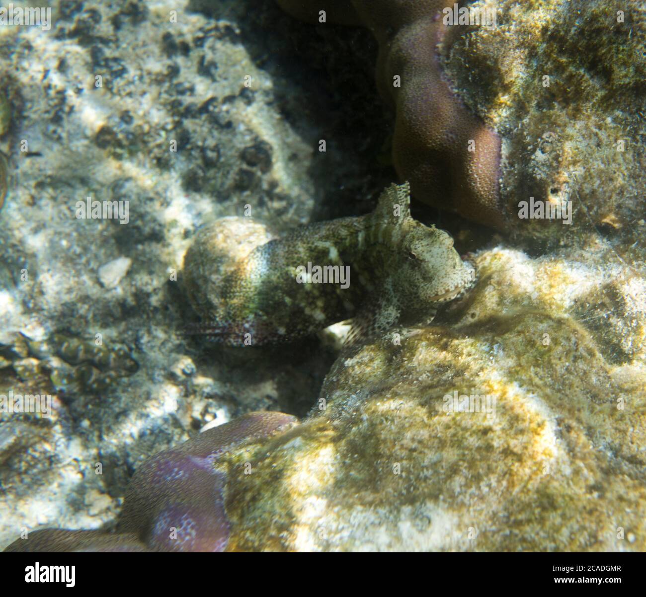 A close up picture of a beautiful salarias fish, Indonesia Stock Photo ...