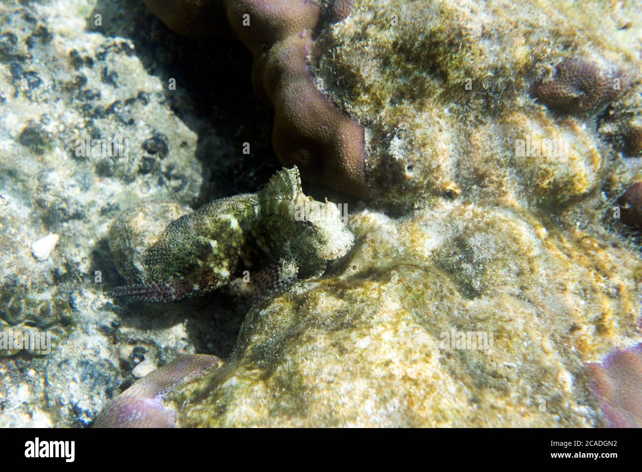 A close up picture of a beautiful salarias fish, Indonesia Stock Photo ...