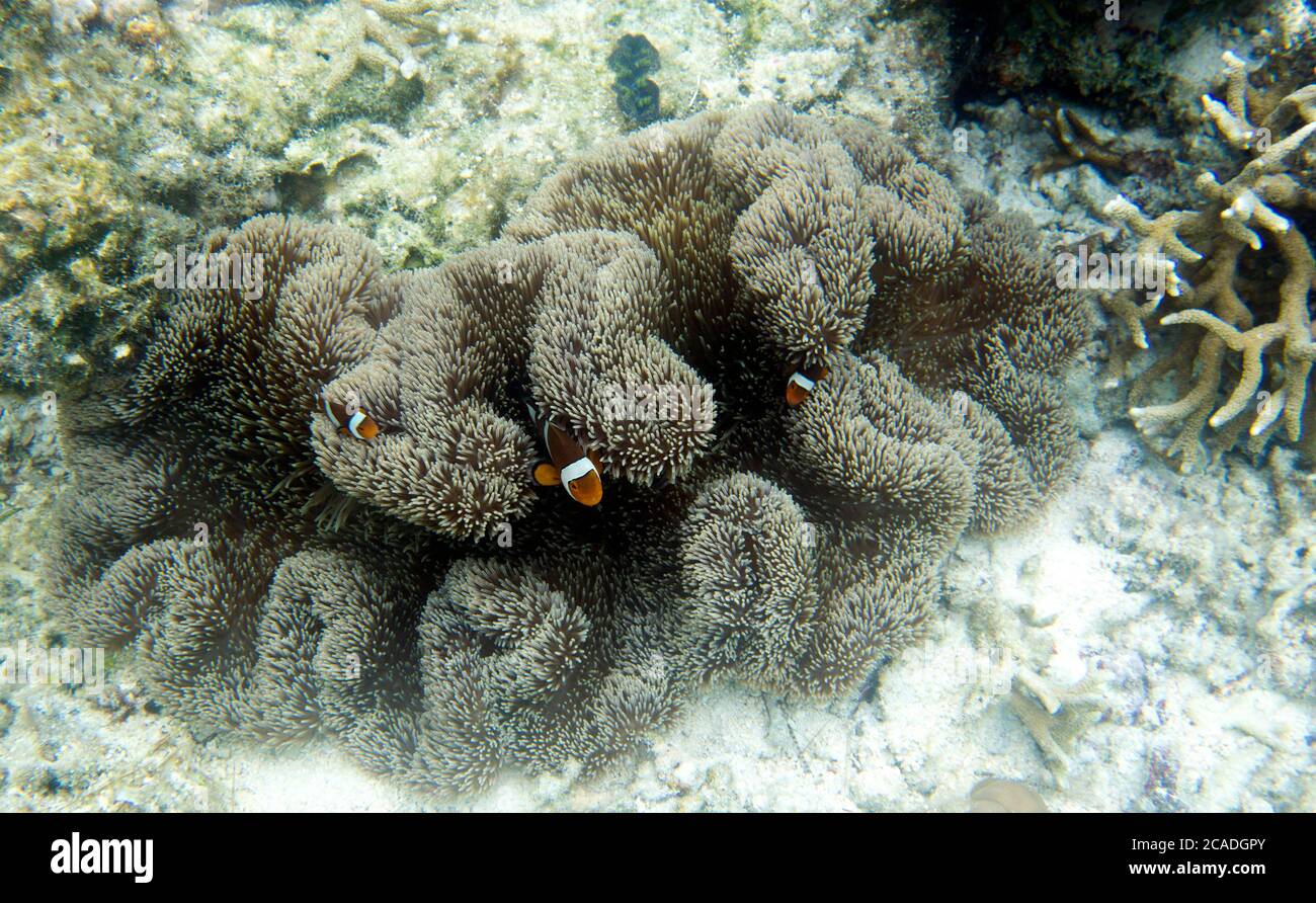 Anemone and anemone fish in tropical sea, Indonesia Stock Photo - Alamy