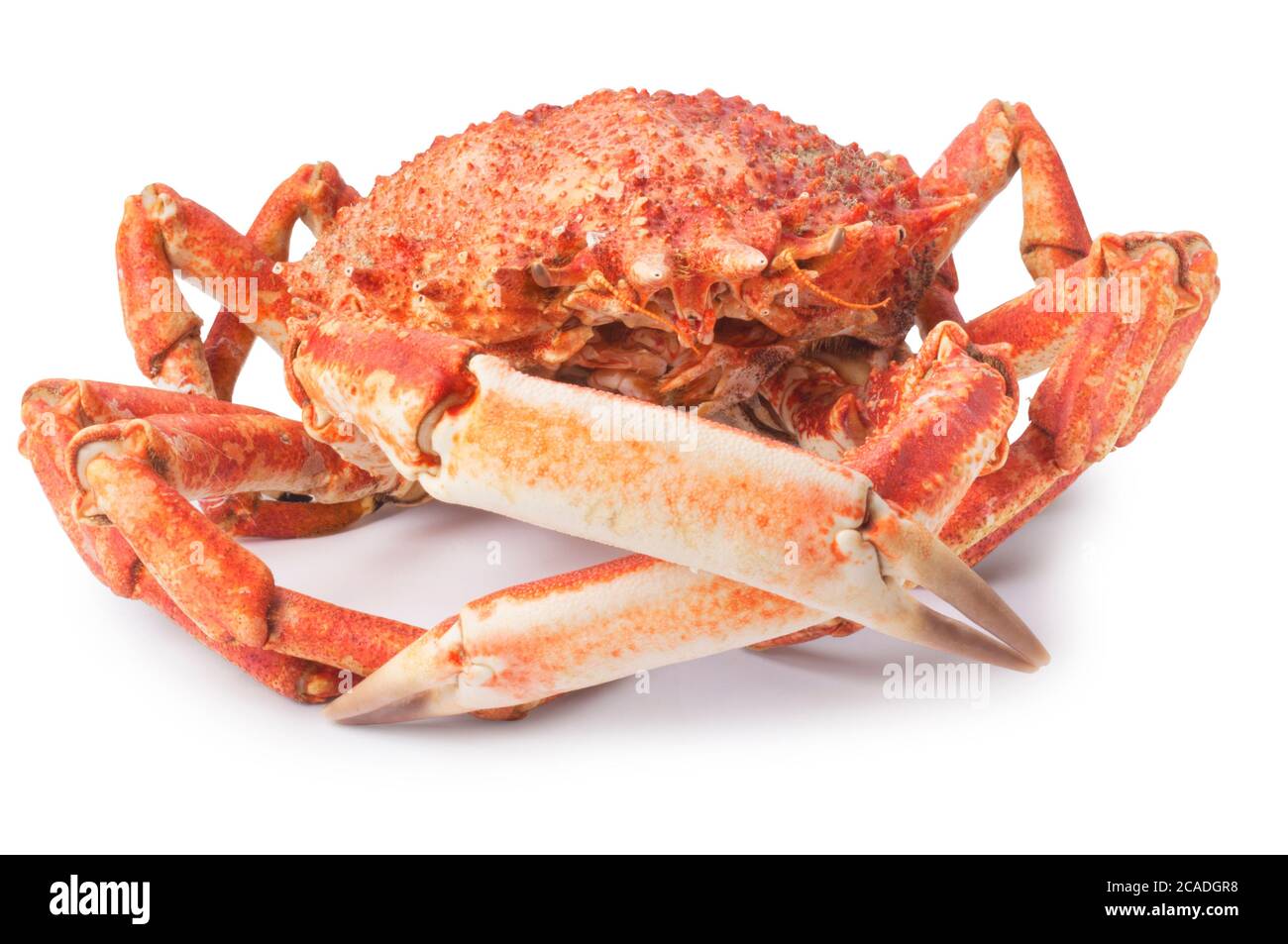 Spider crab claws Cut Out Stock Images & Pictures - Alamy