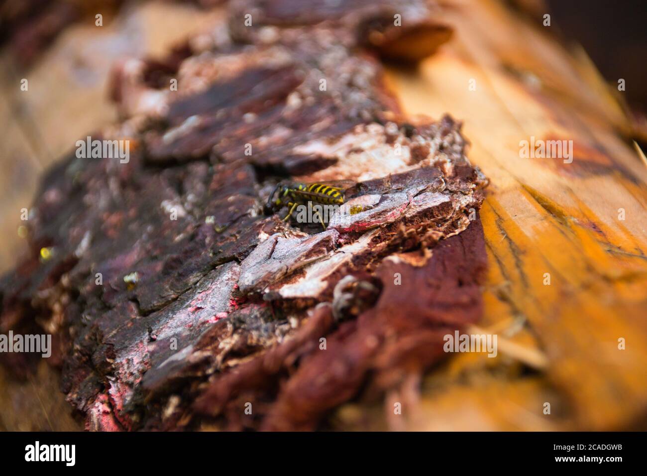 a tiny wasp on the bark of a freshly felled tree Stock Photo - Alamy