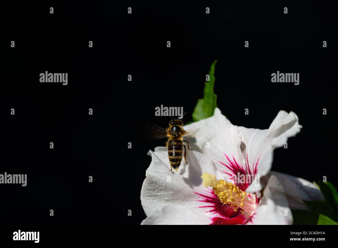 bees collect pollen in a hibiscus flower in the summer sunshine Stock ...