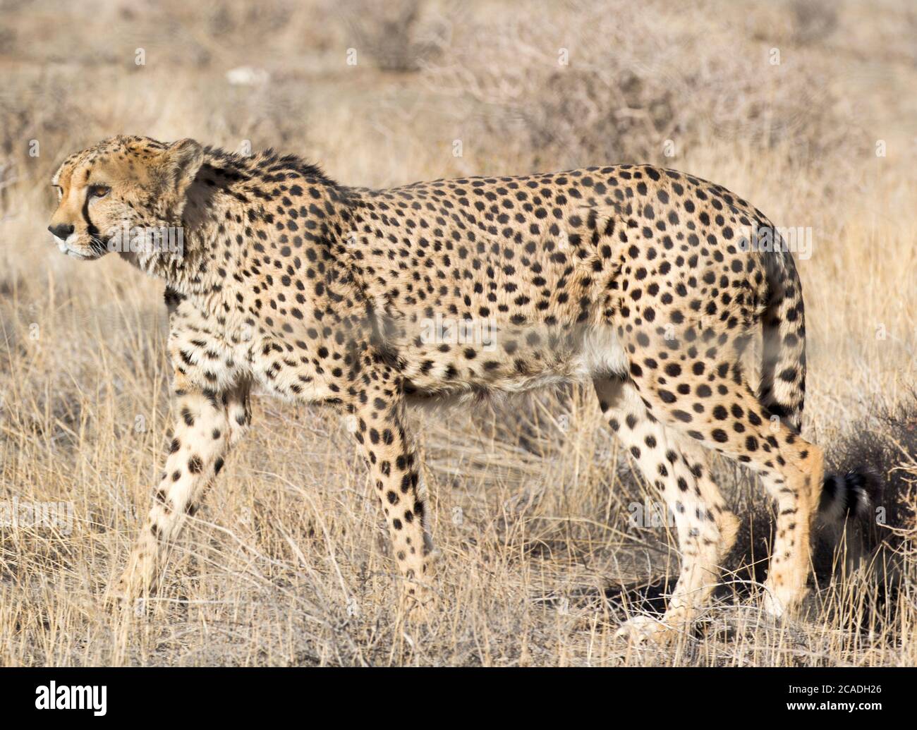A pciture of a cheeta in savannah, South Africa Stock Photo - Alamy