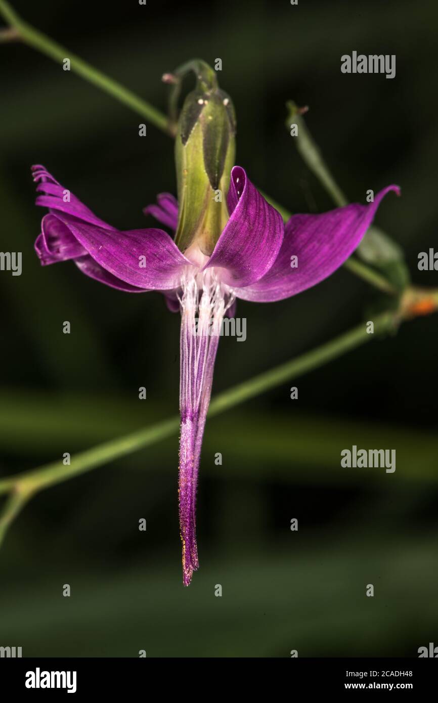 Flower of Rattlesnake Root (Prenanthes purpurea Stock Photo - Alamy