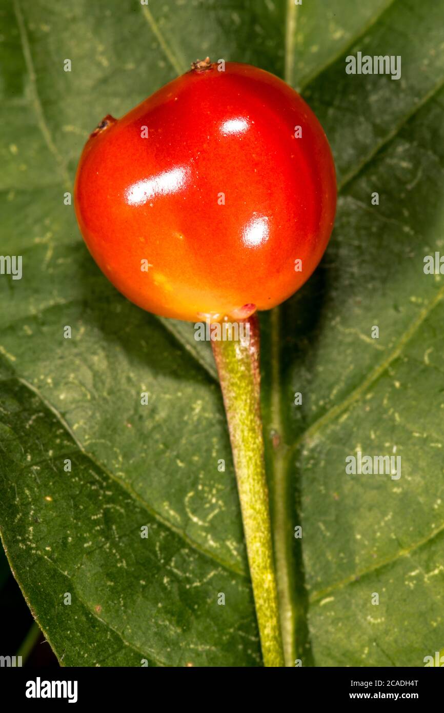 Fruit of Alpine Honeysuckle (Lonicera alpigena Stock Photo - Alamy