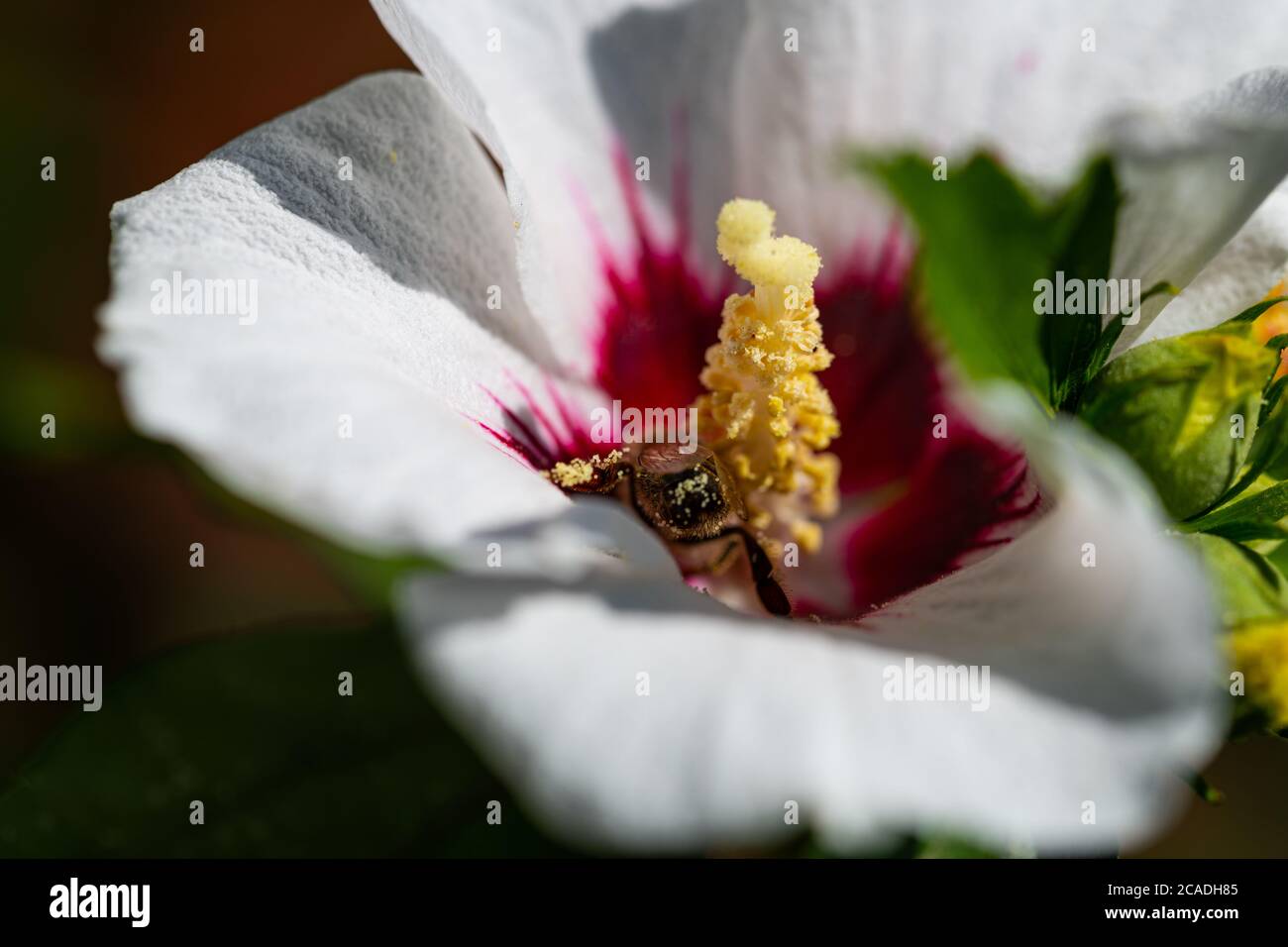 bees collect pollen in a hibiscus flower in the summer sunshine Stock ...