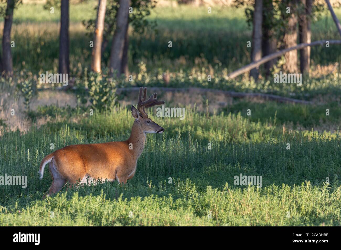 Whitetail Deer Buck in Summer in Colorado Stock Photo - Alamy