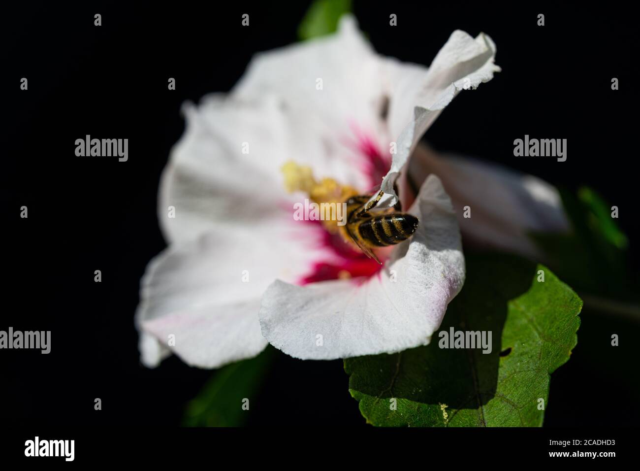 bees collect pollen in a hibiscus flower in the summer sunshine Stock ...