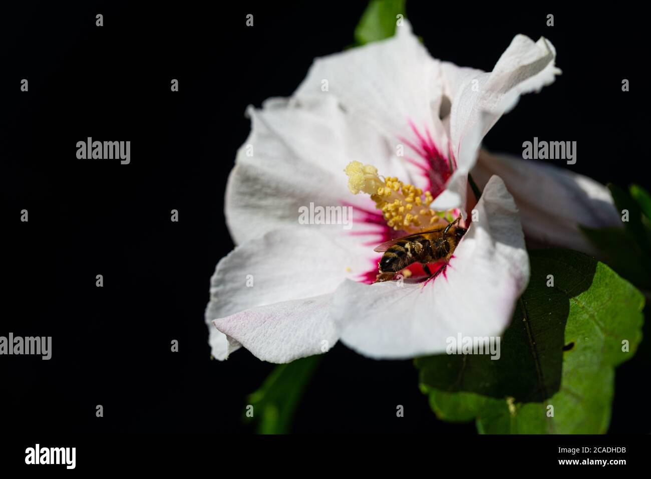 bees collect pollen in a hibiscus flower in the summer sunshine Stock ...
