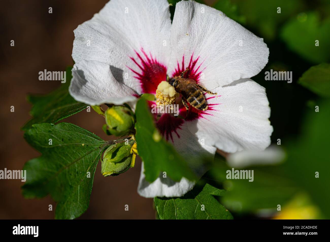 Bumblebee collect pollen in hibiscus hi-res stock photography and ...