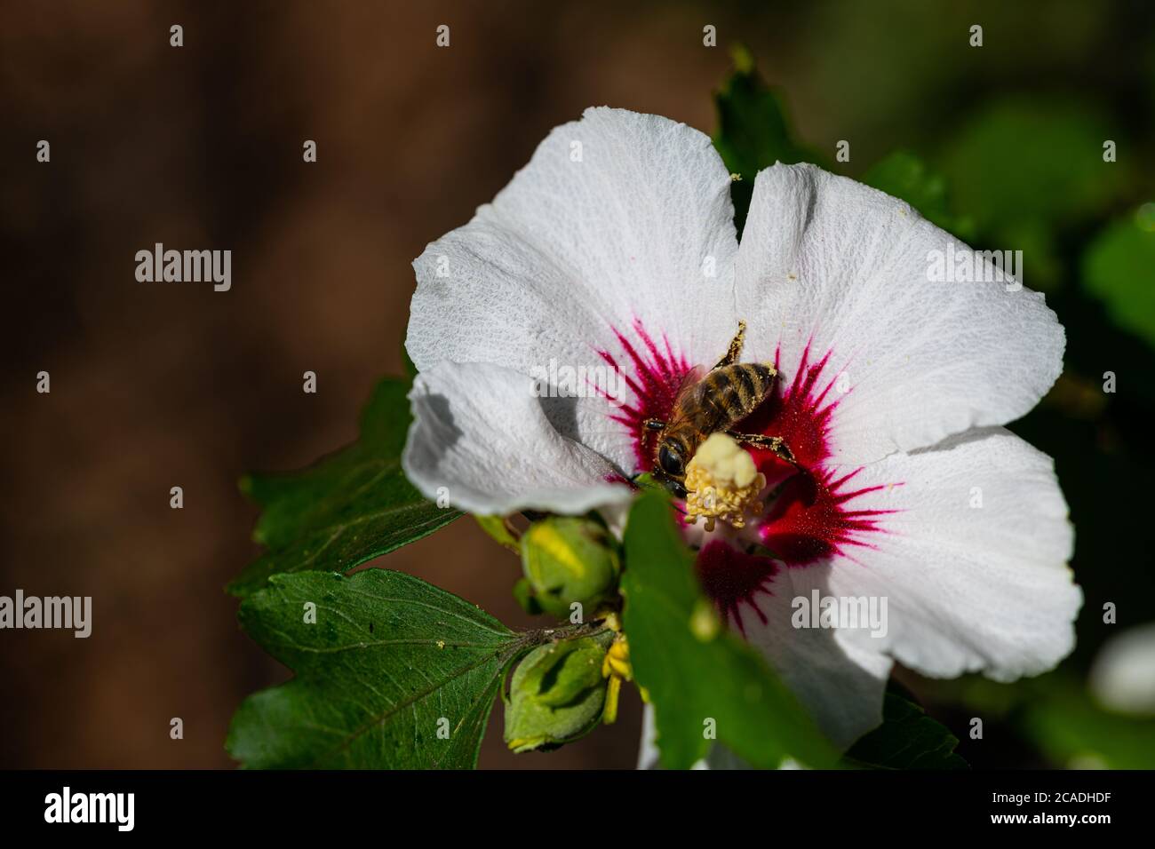 bees collect pollen in a hibiscus flower in the summer sunshine Stock ...
