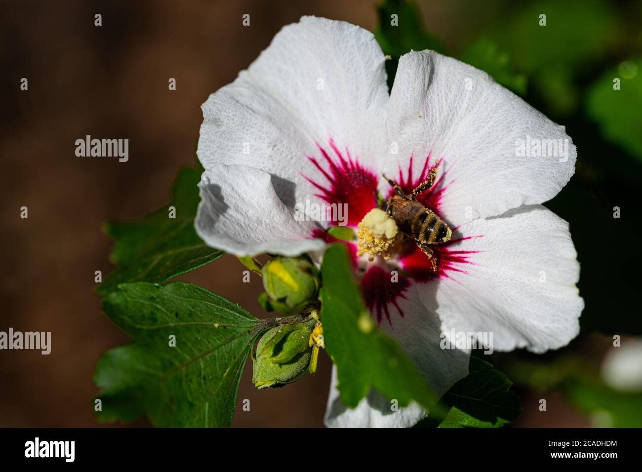 bees collect pollen in a hibiscus flower in the summer sunshine Stock ...