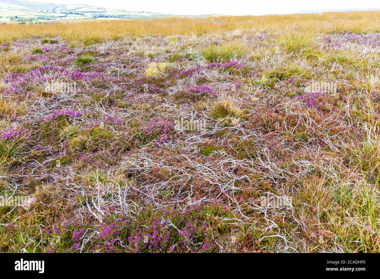 Exmoor National Park - Dead heather stems on Dunkery Hill, Somerset UK ...