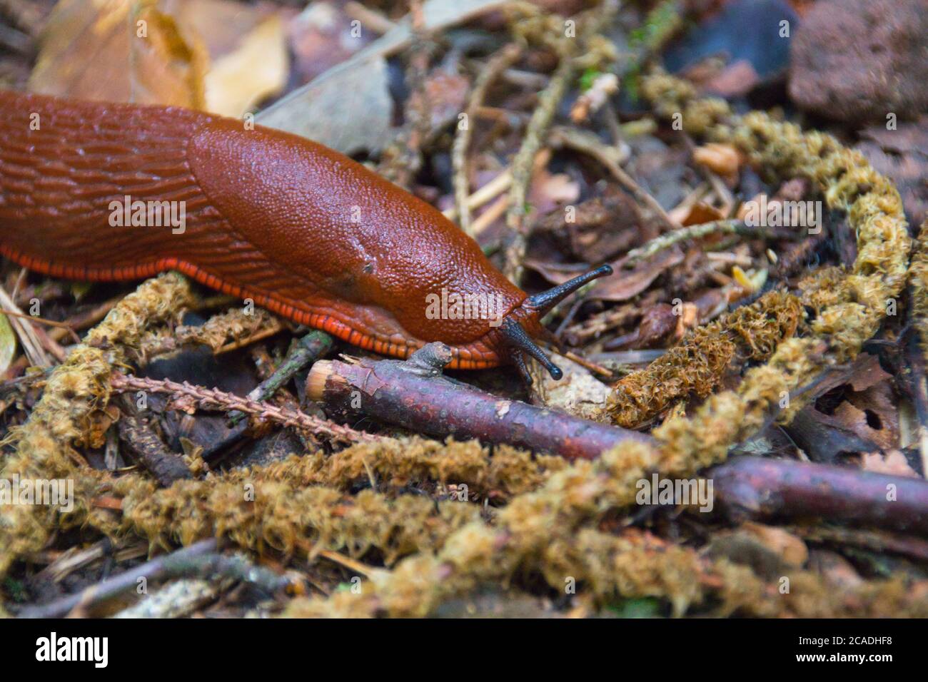 a slug on the curse Stock Photo - Alamy