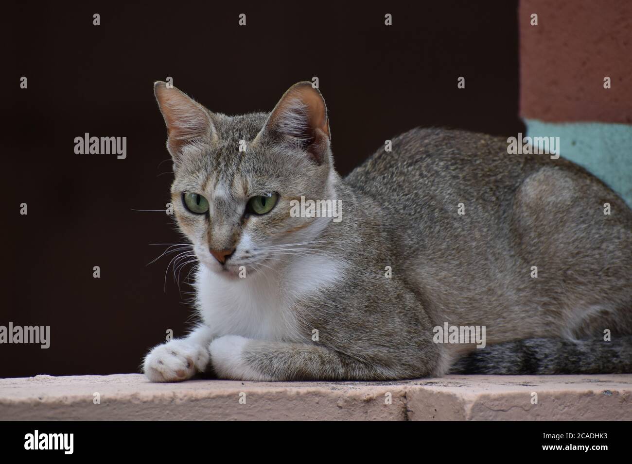 cat on the wall Stock Photo - Alamy