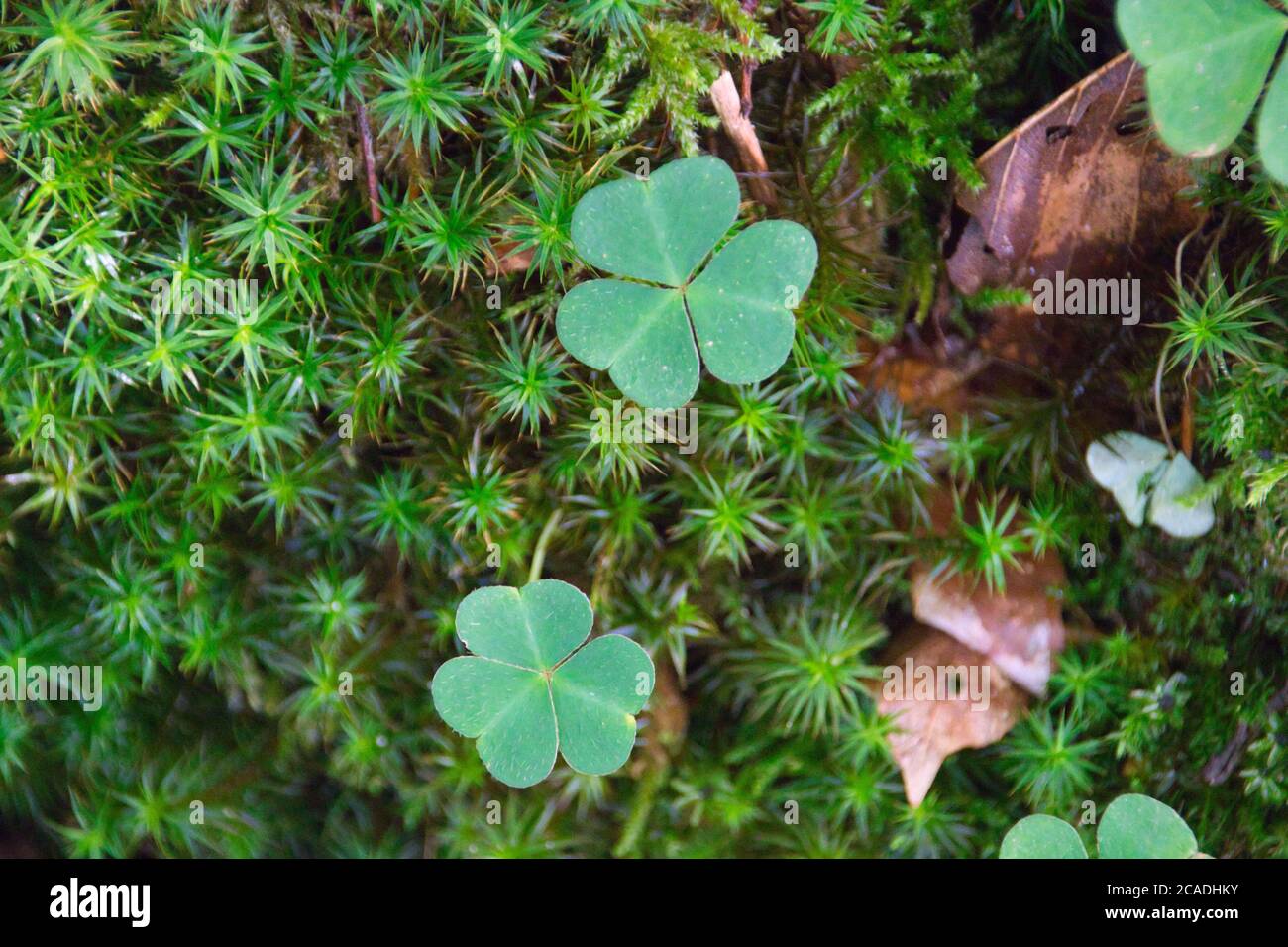 Shamrock plant three leaves hi-res stock photography and images - Alamy