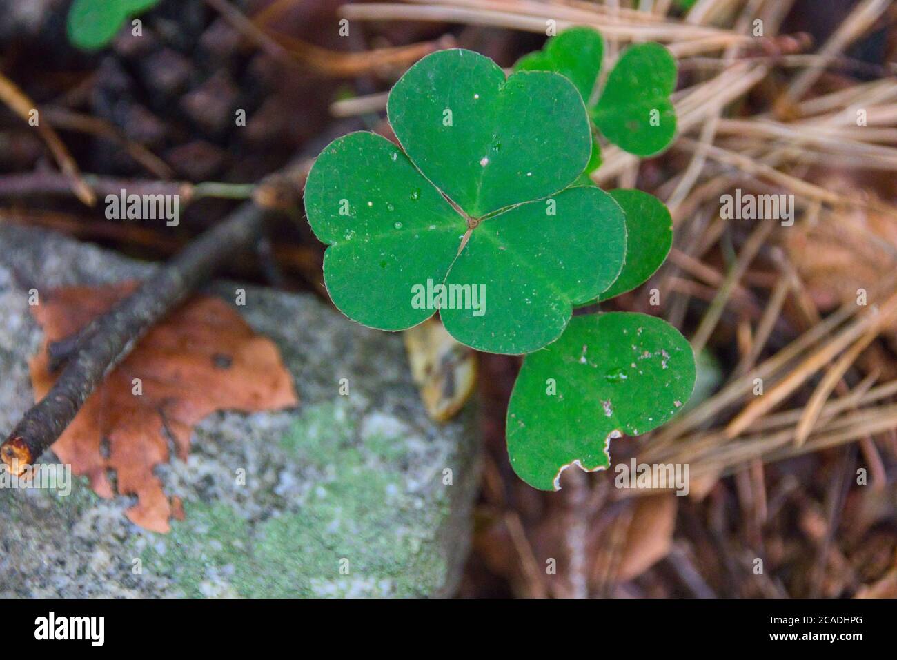 Clover lawn weed hi-res stock photography and images - Alamy