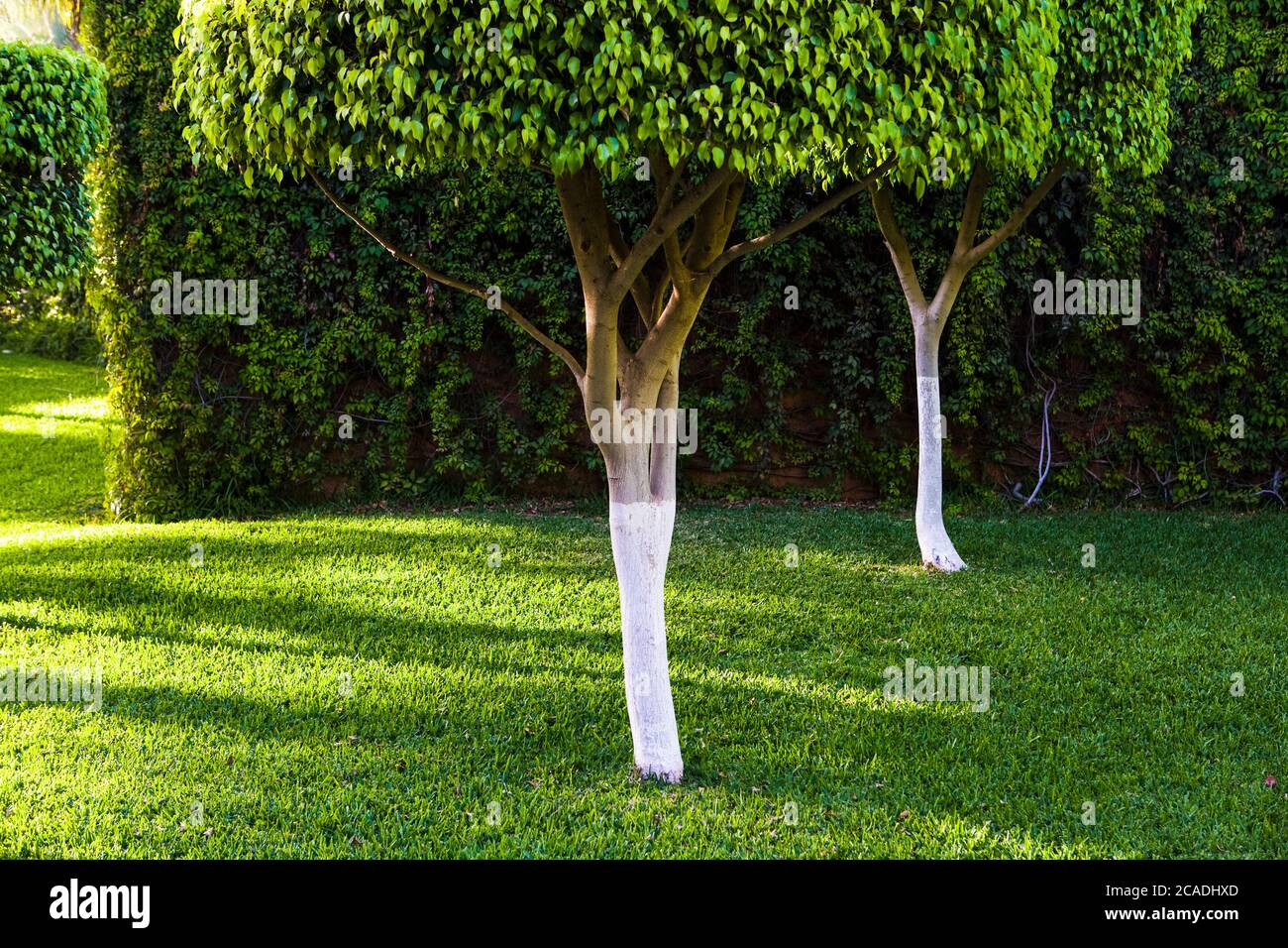 Pruning paint hi-res stock photography and images - Alamy