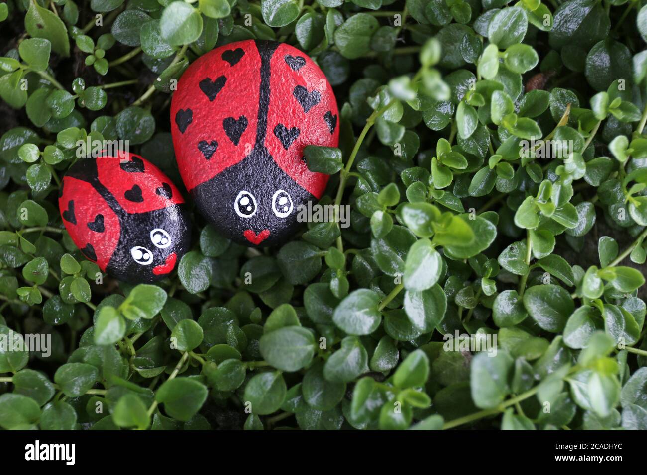 Mother bug hi-res stock photography and images - Alamy