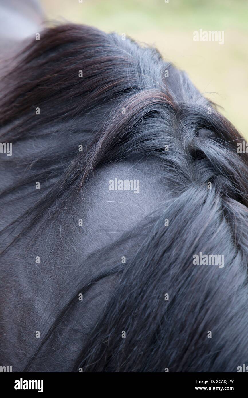 Mane on horse hi-res stock photography and images - Alamy