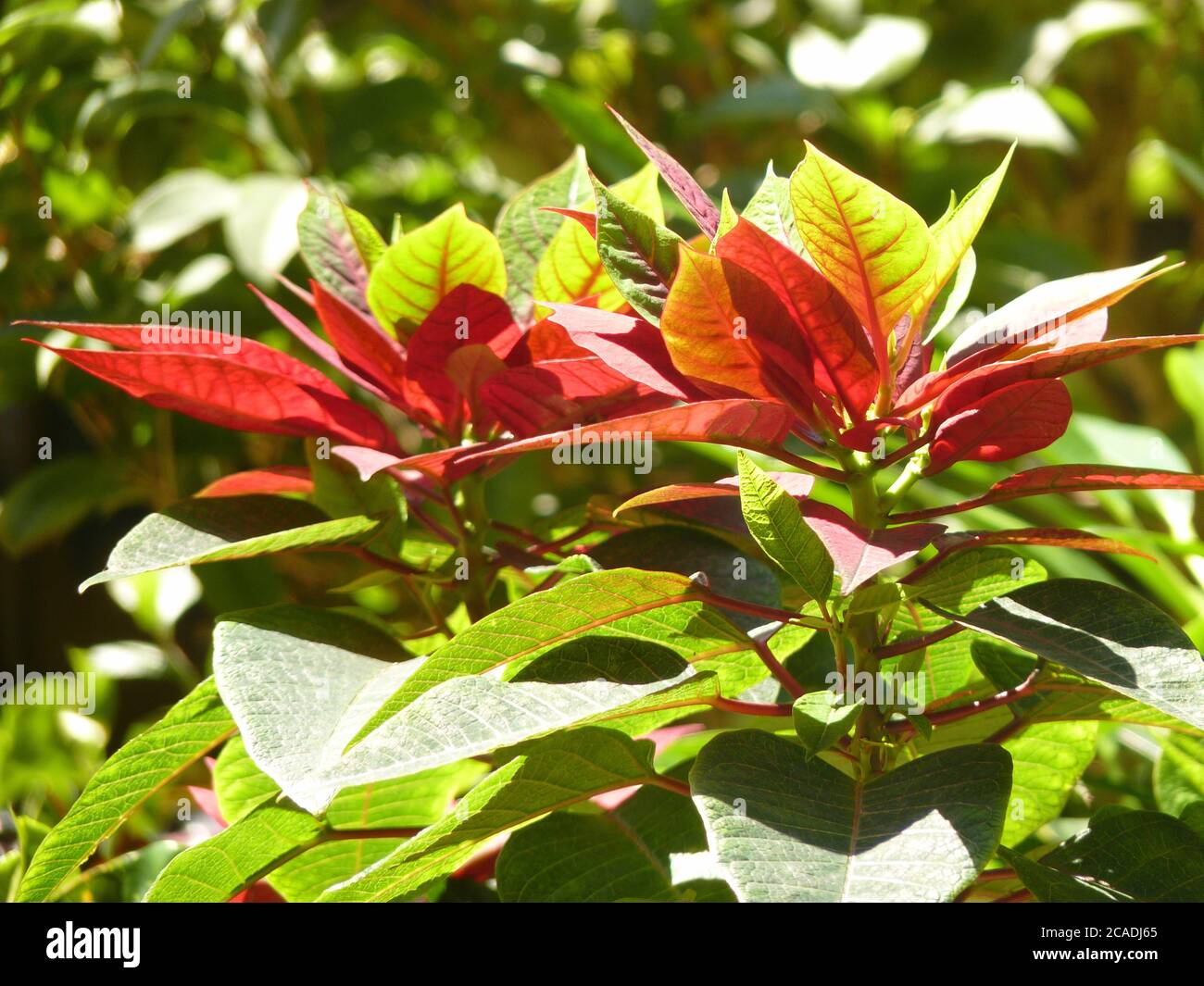 Selective focus shot of beautiful bright leaves under the sunlight ...