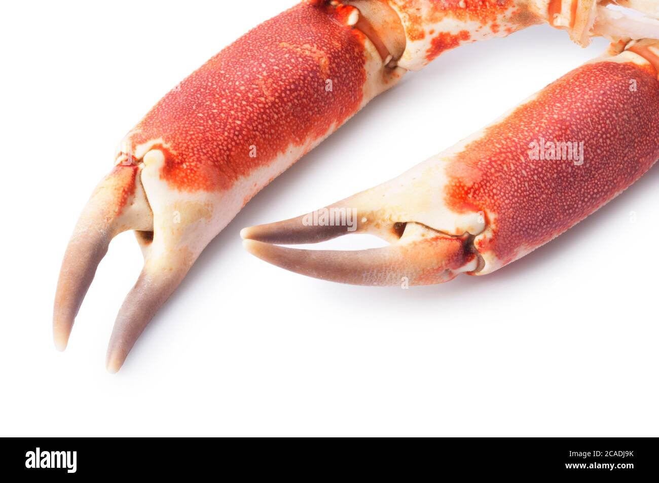 Studio shot of spider crab claws cut out against a white background ...