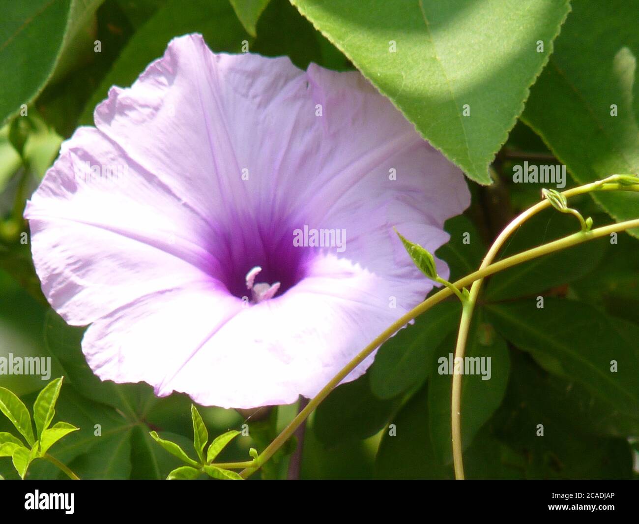 Beach moonflower hi-res stock photography and images - Alamy