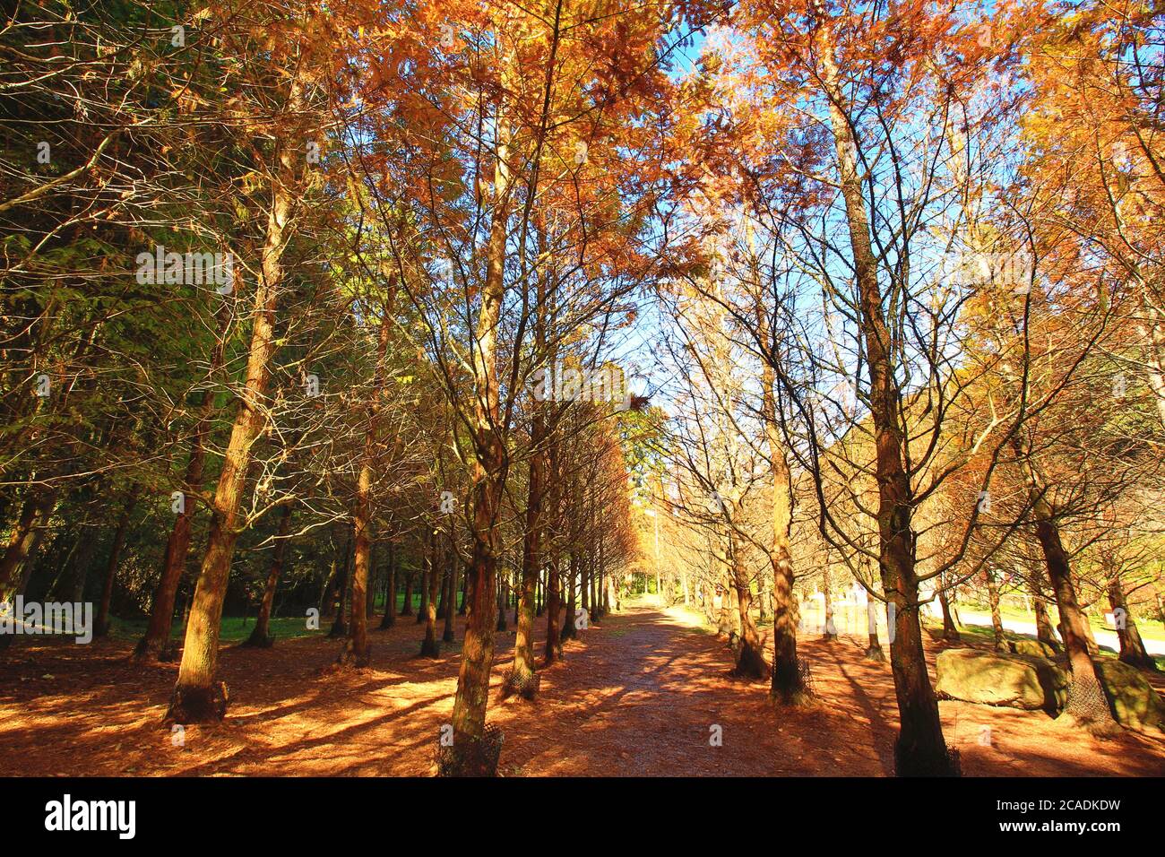 Dawn Redwood,metasequoia,beautiful autumn landscape of dawn redwood ...