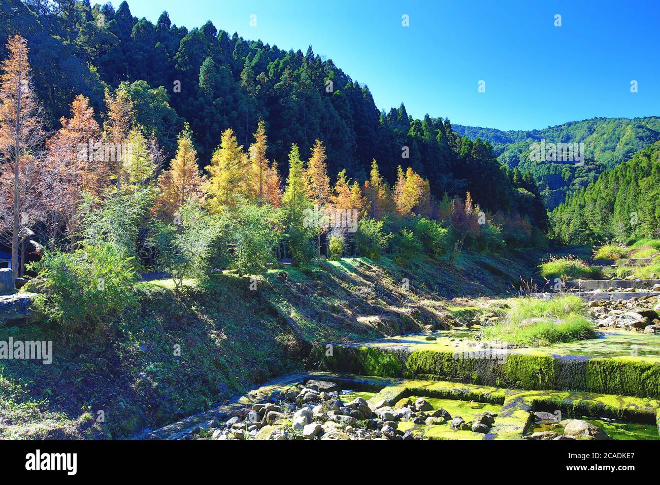 Dawn Redwood,metasequoia,beautiful autumn landscape of dawn redwood ...