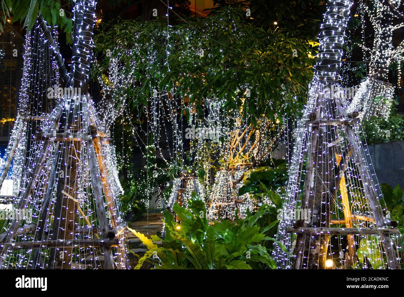 cable of string led lights on tree in the garden at night time used for ...