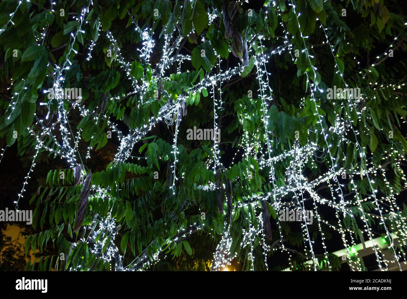 cable of string led lights on tree in the garden at night time used for ...