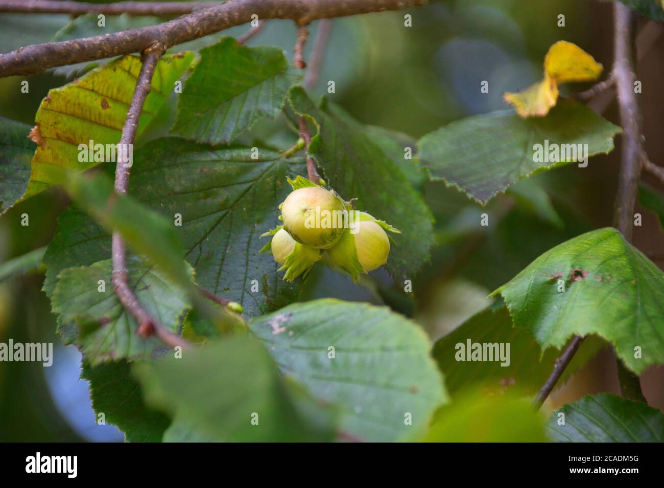 Green hazelnut shell hi-res stock photography and images - Alamy