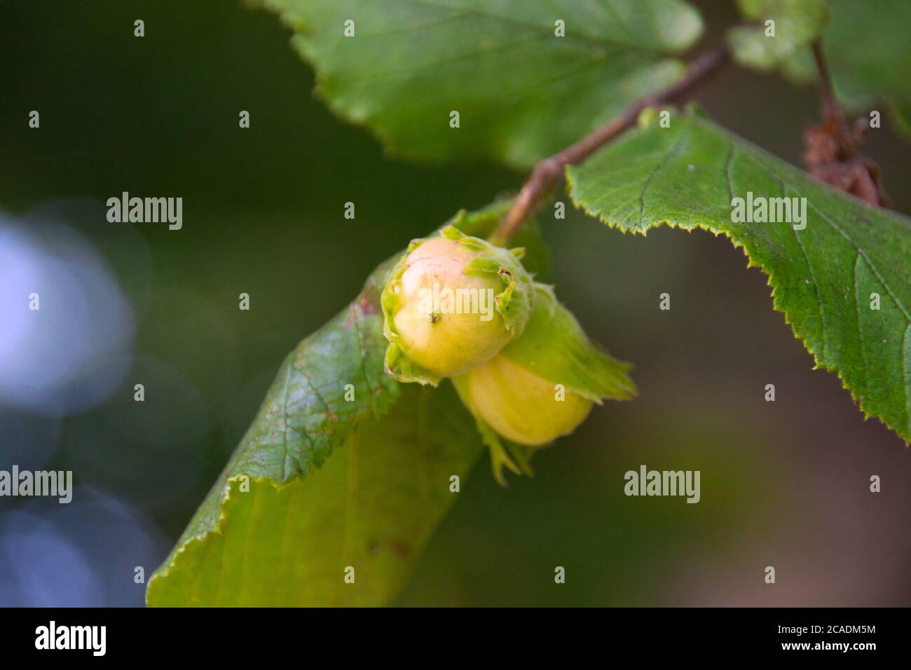 Hazelnuts shell green leaf on hi-res stock photography and images - Alamy