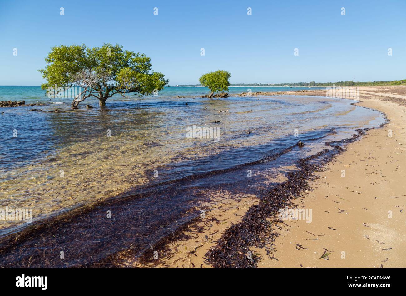 Trees in the water on a beach in Mozambique. Focus on the algae Stock ...