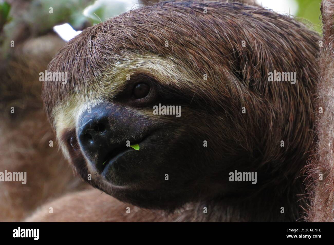 Most common three toed sloth hi-res stock photography and images - Alamy