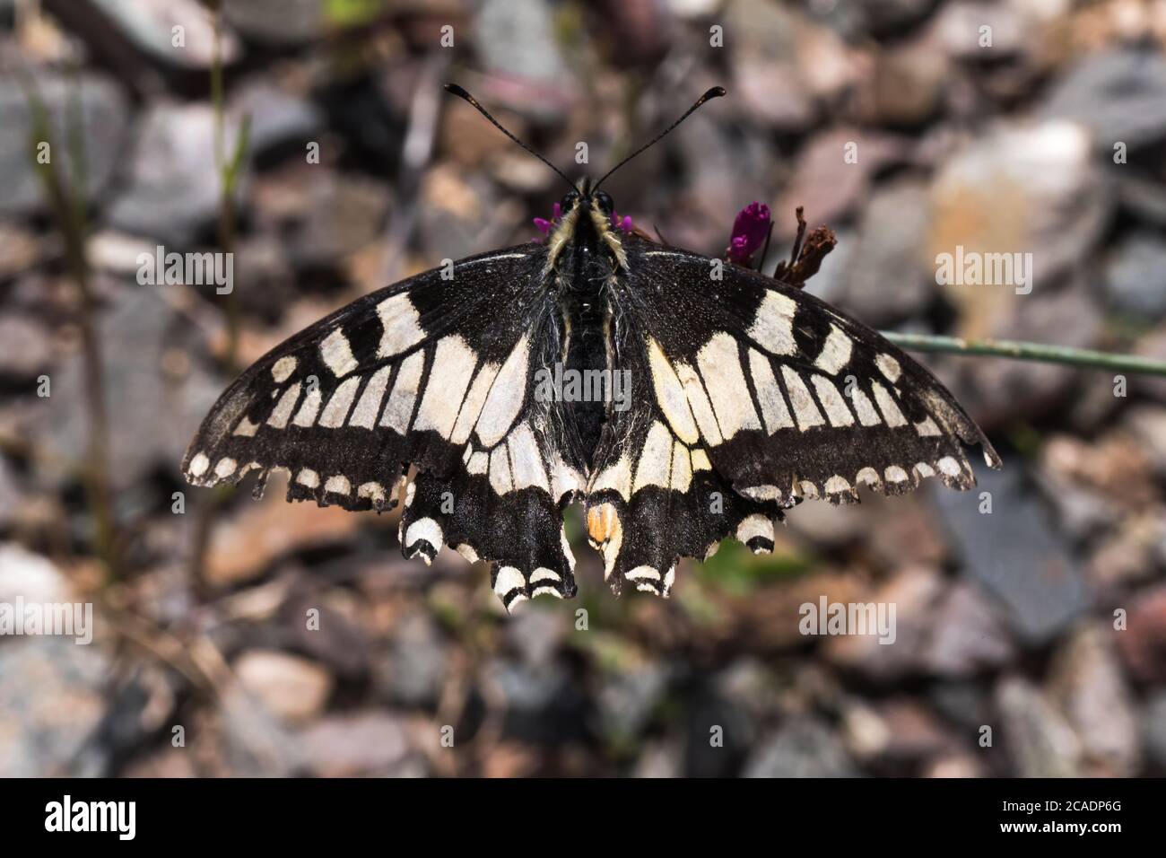 A swallowtail moth on a flower Stock Photo - Alamy