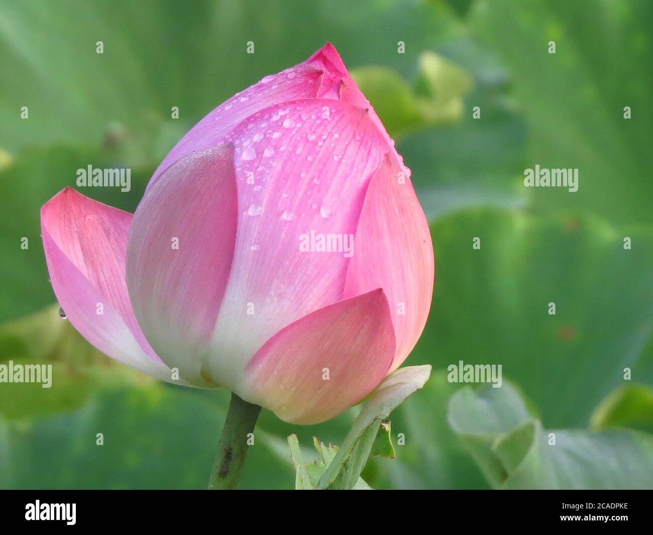 Closeup shot of a pink sacred lotus under the sunlight Stock Photo - Alamy