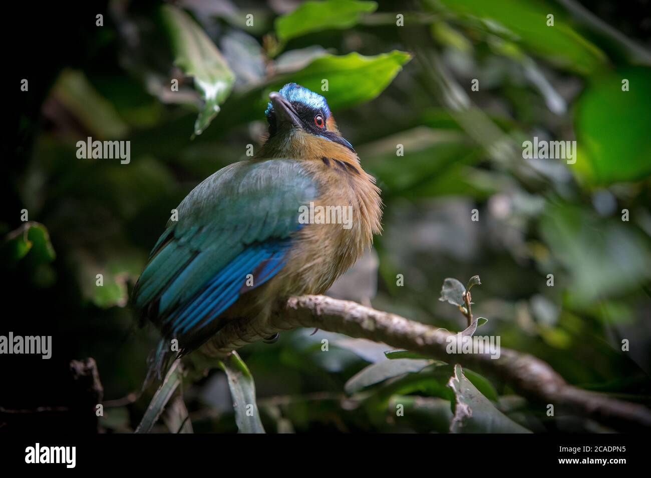 colored exotic bird Stock Photo - Alamy