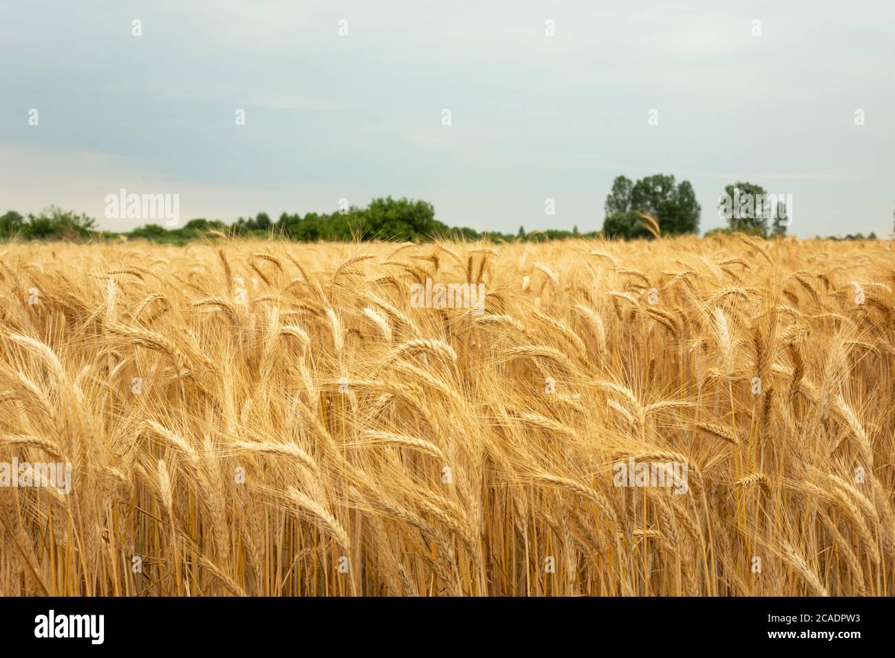 A field of golden triticale and cloudy sky Stock Photo - Alamy