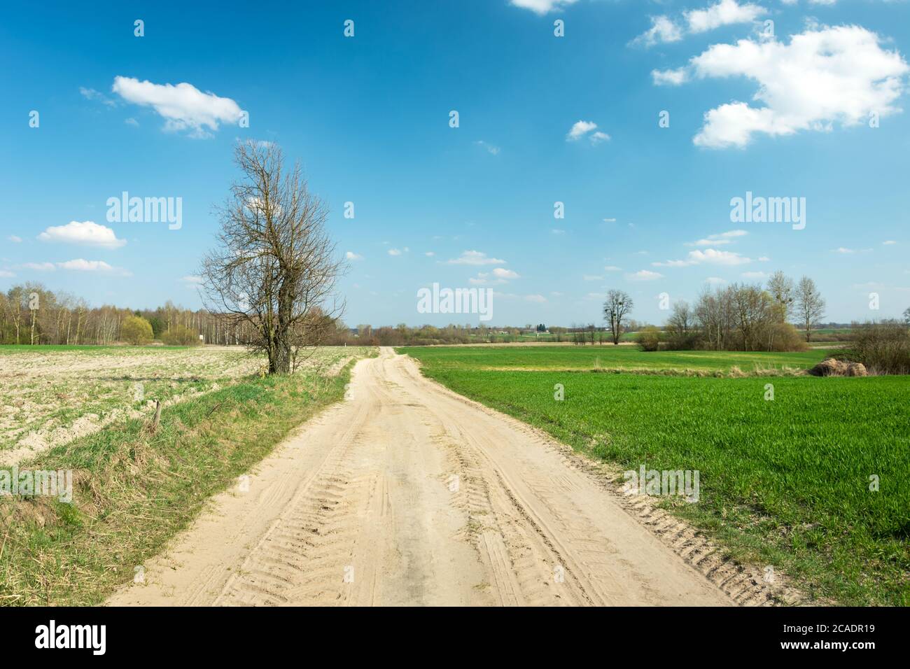 A sandy country road through fields, a tree and blue sky Stock Photo ...