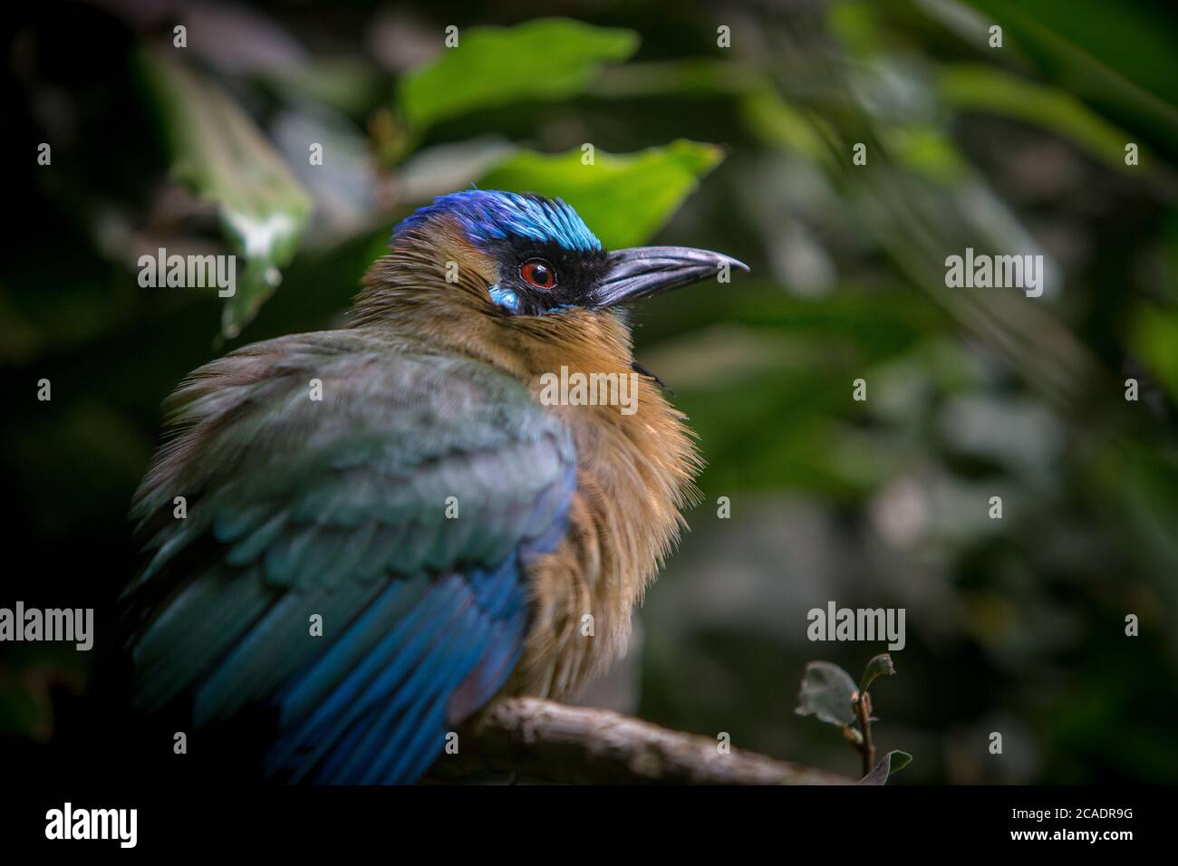 colored exotic bird Stock Photo - Alamy