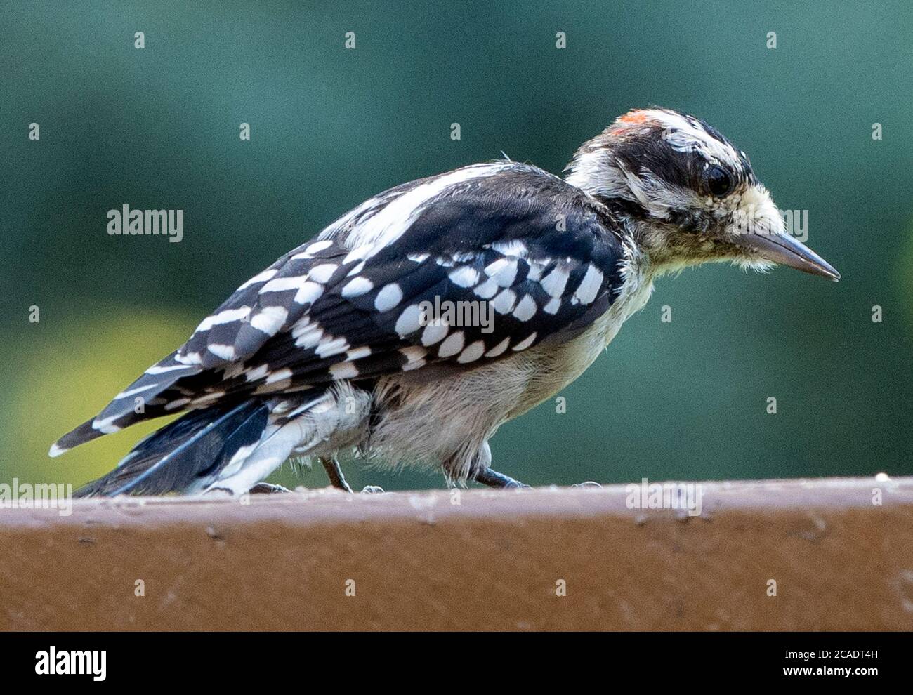 Downey woodpecker on bird hi-res stock photography and images - Alamy