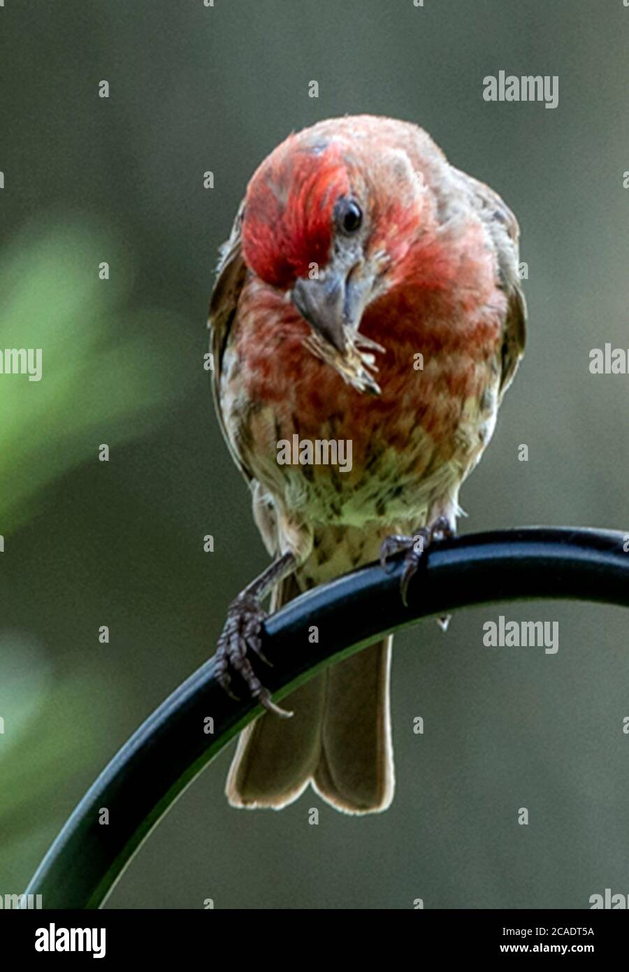 House Finch perches in the backyard Stock Photo - Alamy