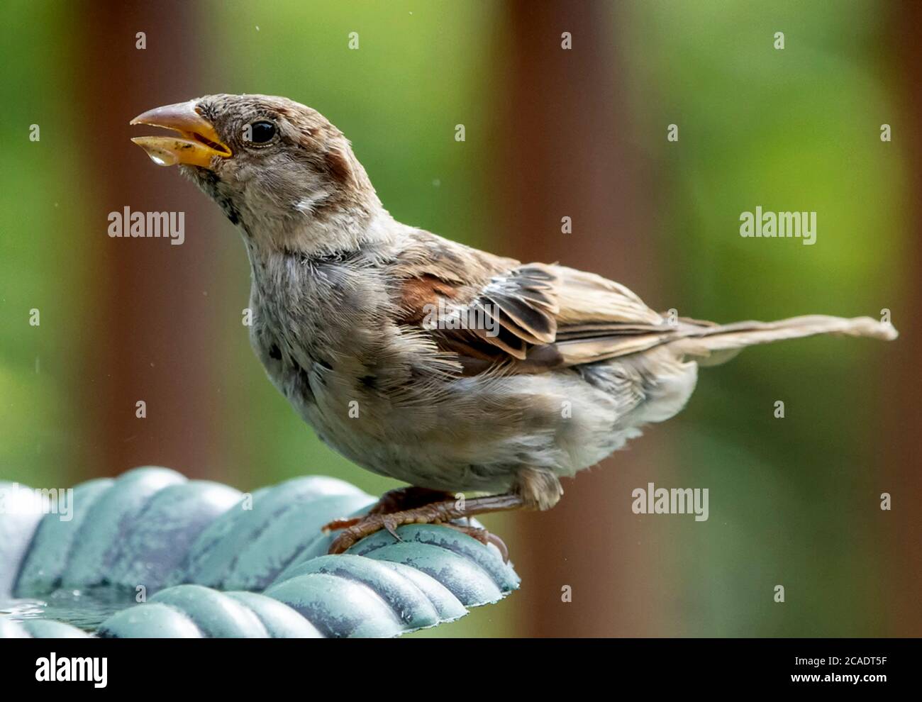 A little Sparrow stops by the bird bath for a drink Stock Photo - Alamy