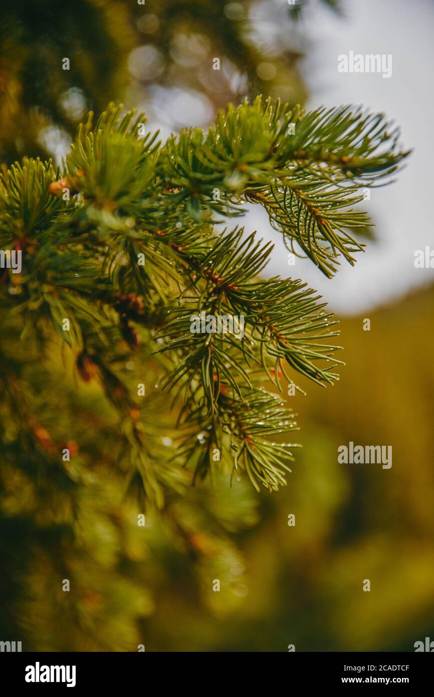 Pines and pinecones with dew during sunset near Aspen, Colorado Stock ...